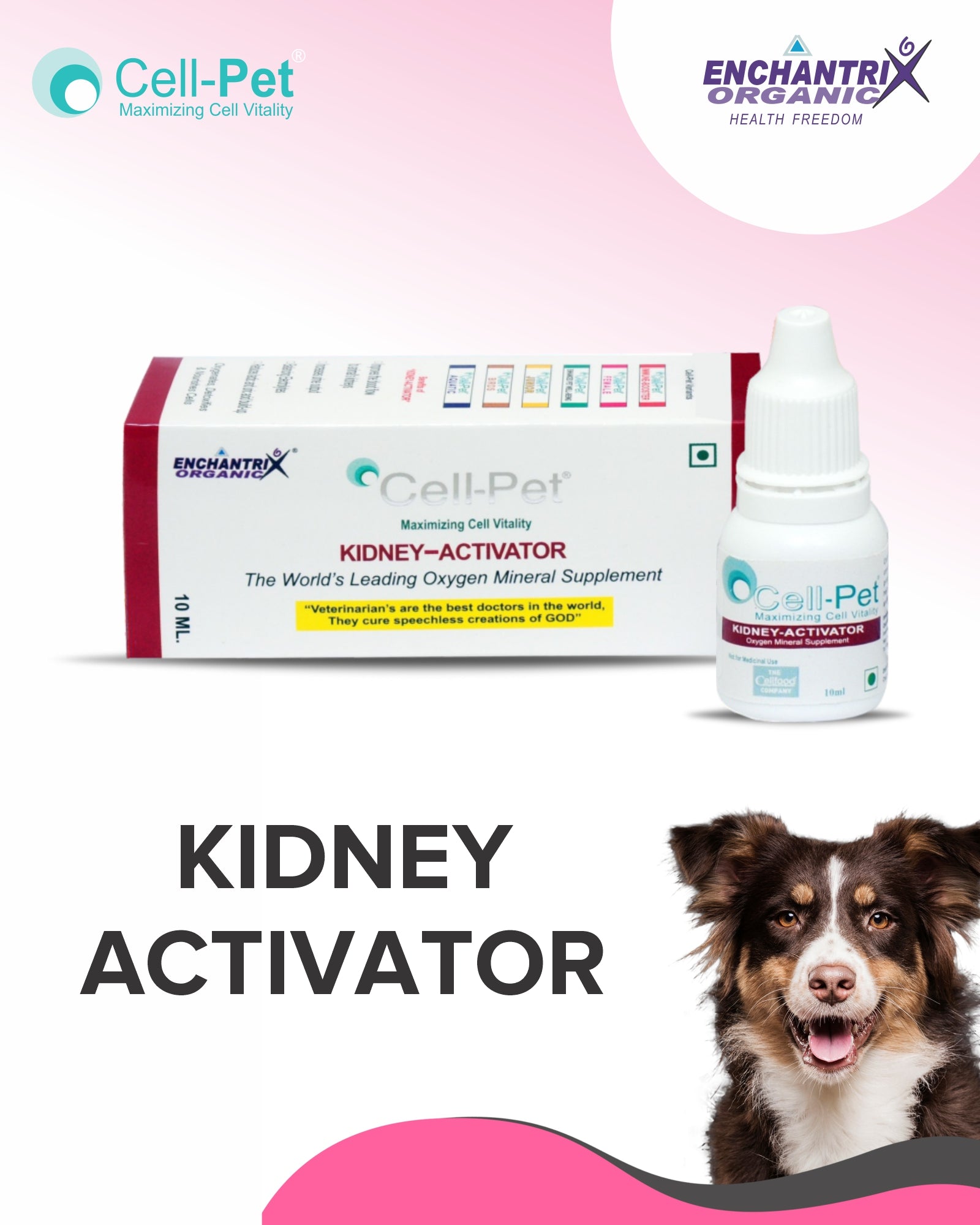 Cell-Pet® Kidney Activator - 10 ml – cellpetasia